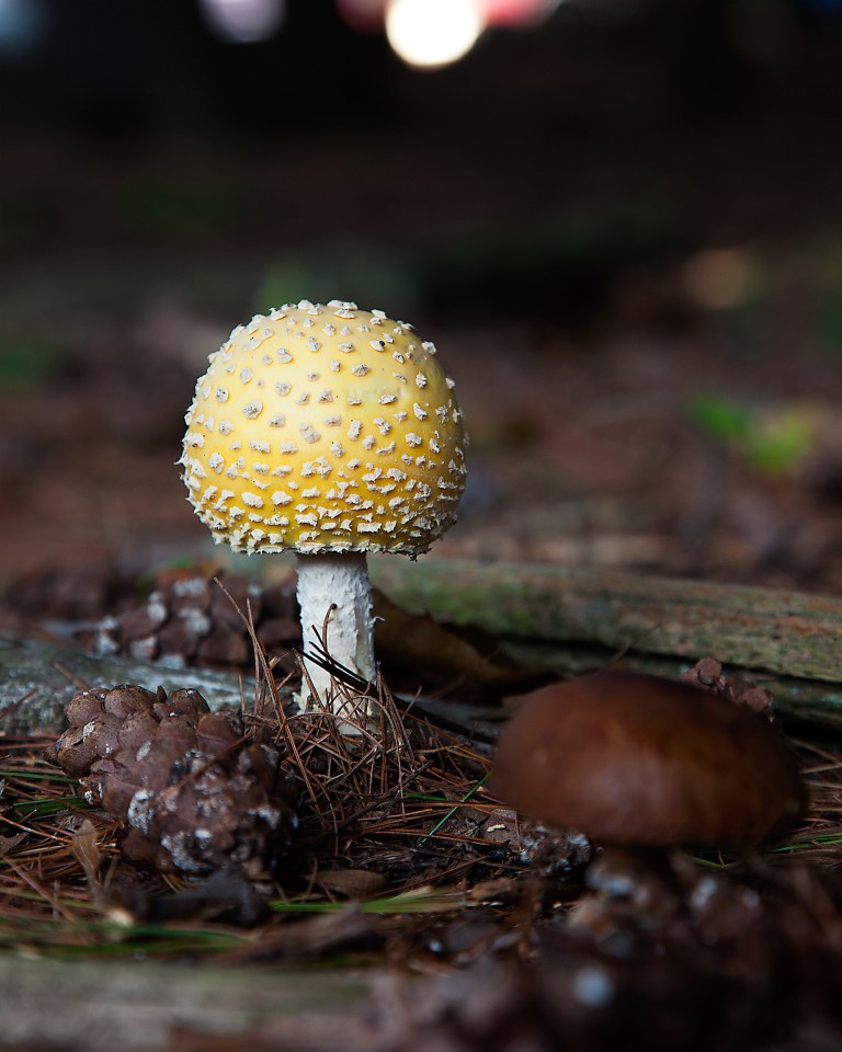 Beautiful Fungus – Dutch goes the Photo!