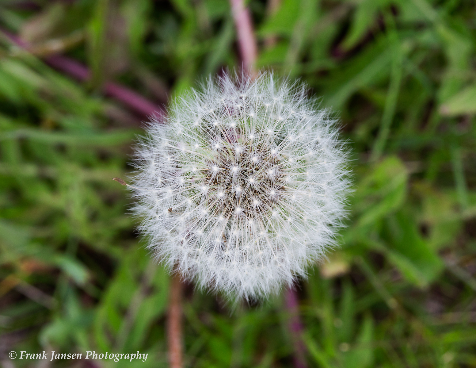 Sunday Morning - Yesterday - Dutch goes the Photo!
