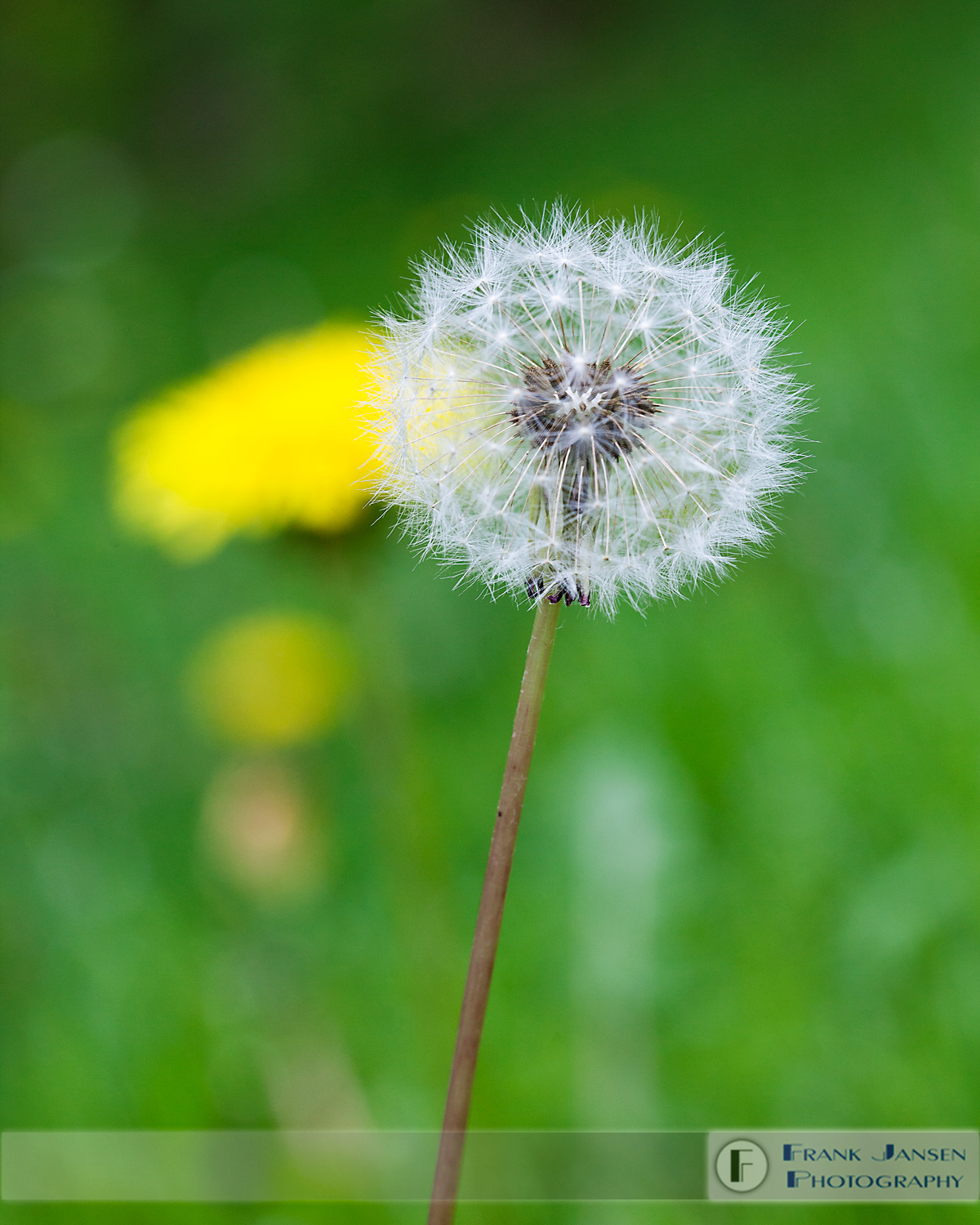 Delicate Structures - Dutch goes the Photo!