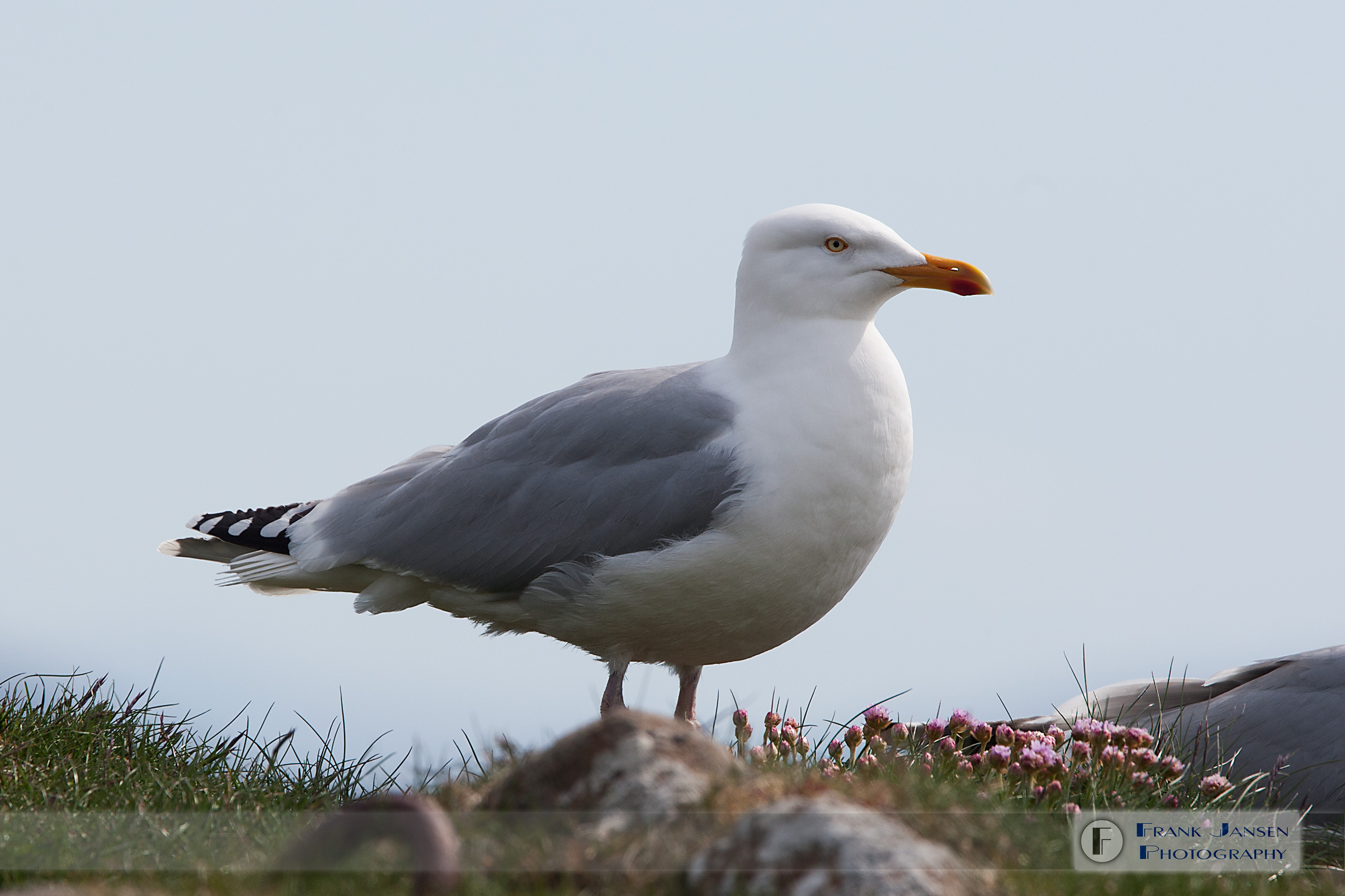 Tuesday Photo Challenge - Bird - Dutch goes the Photo!