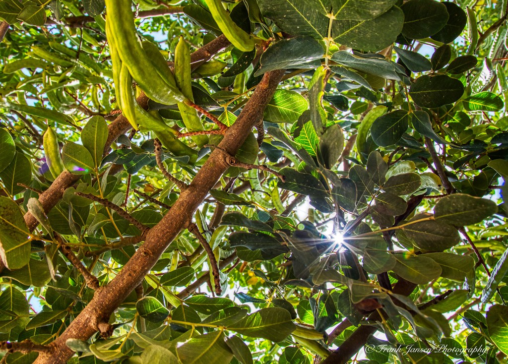 Tuesday Photo Challenge - Overhead - Dutch goes the Photo!