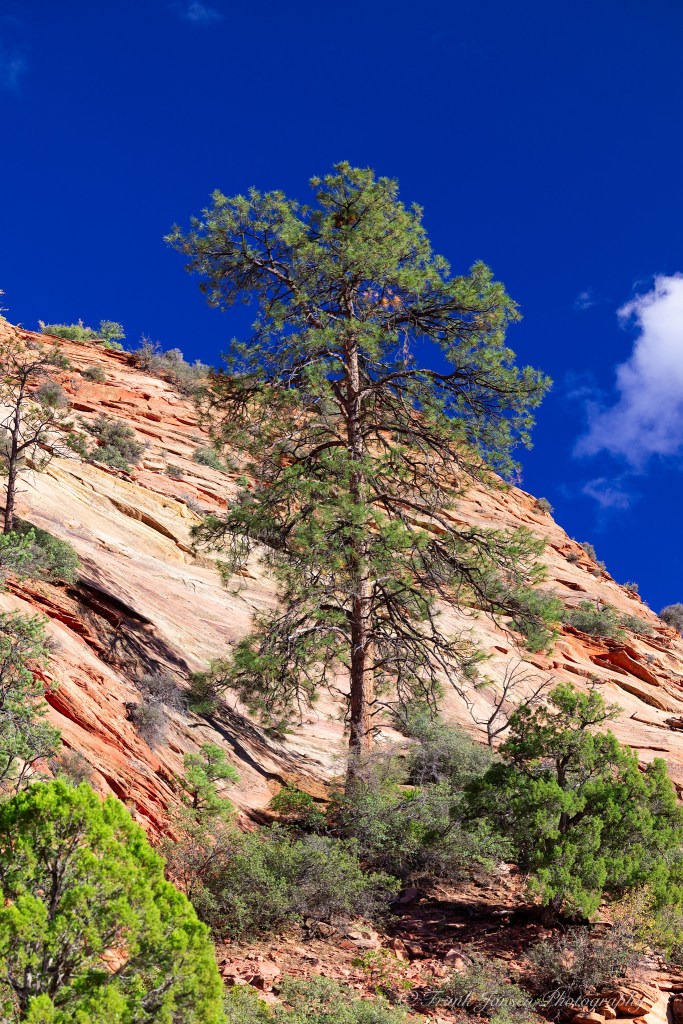 Zion National Park - Pine Tree - Dutch goes the Photo!