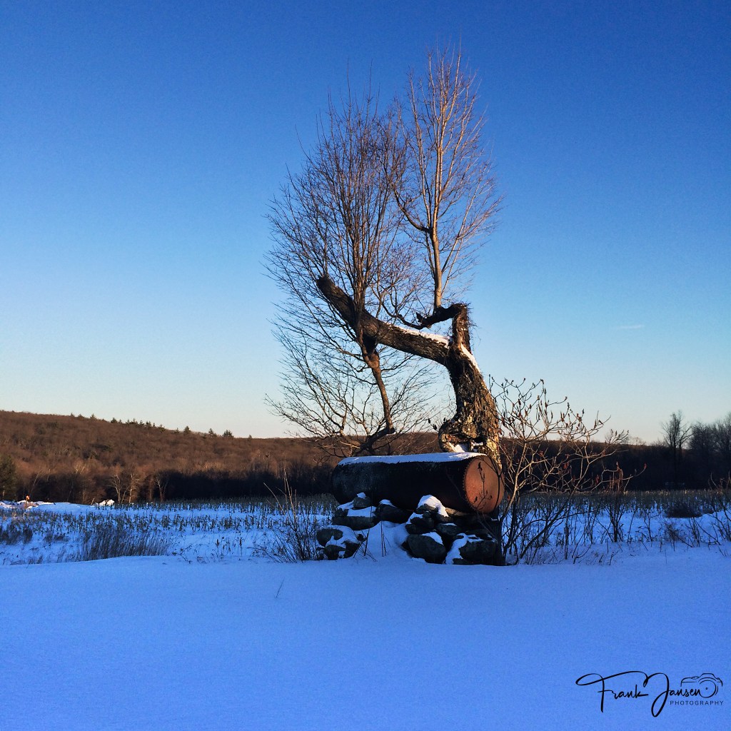 Winter Morning: A Majestic Yoga Tree Pose - Dutch goes the Photo!