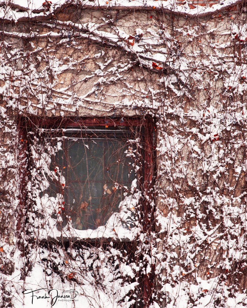 Wednesday Window: Embracing Nature's Touch - Dutch goes the Photo!