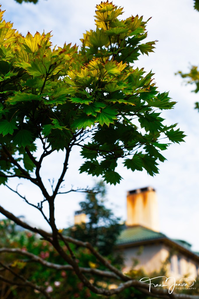 Return of Spring: A Season of Renewal and Hope - Dutch goes the Photo!