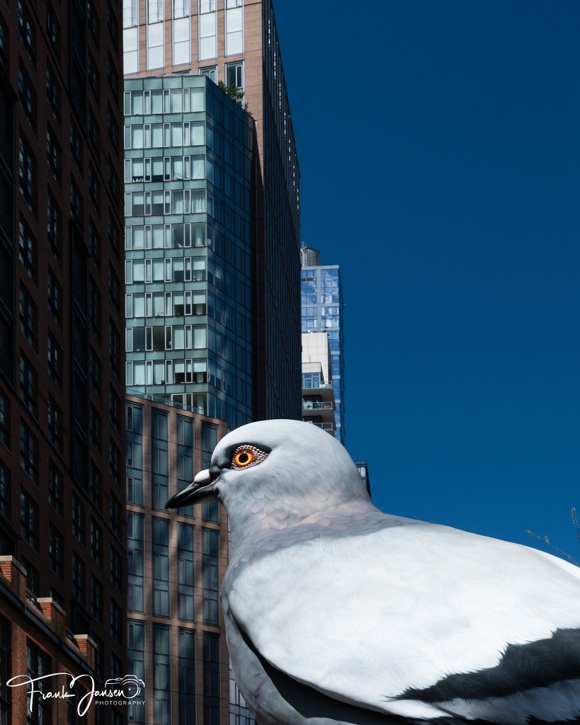 The Pigeons of New York: An Urban Exploration - Dutch goes the Photo!
