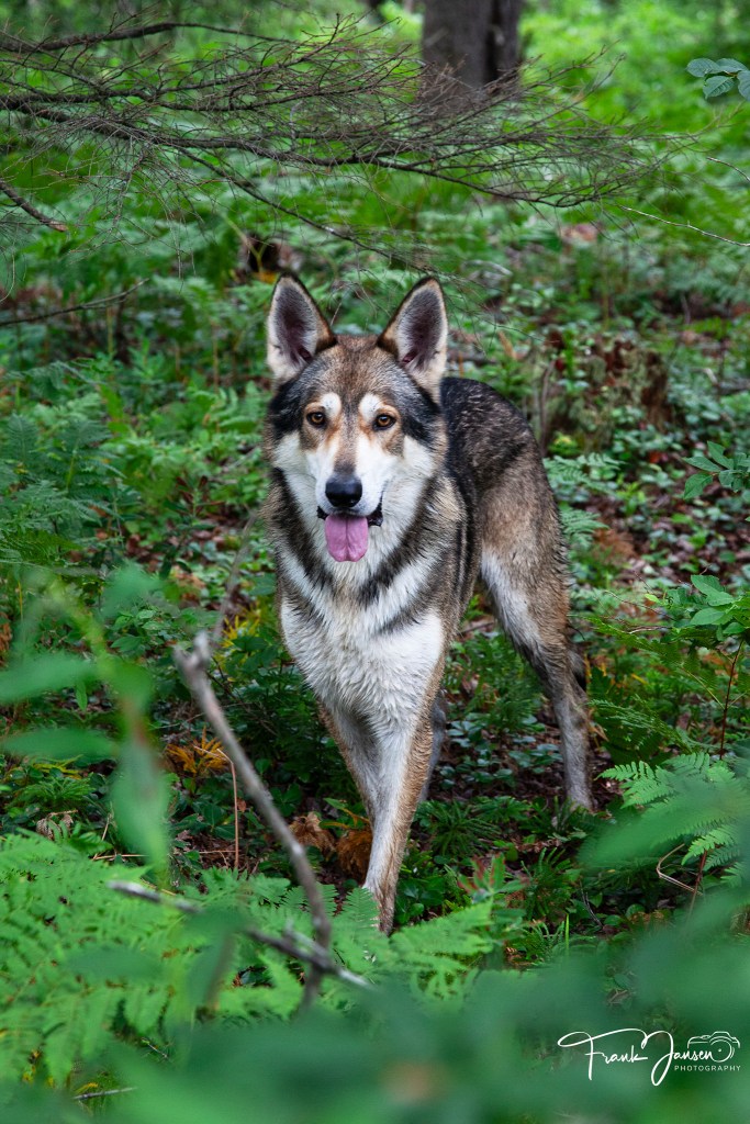 Thursday Throwback to a Memorable Wolf Encounter - Dutch goes the Photo!
